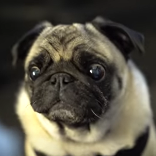 Behind the Barks: Meet the Dogs in Video Games - Voquent
