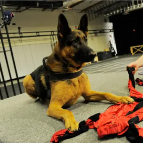 Behind the Barks: Meet the Dogs in Video Games - Voquent